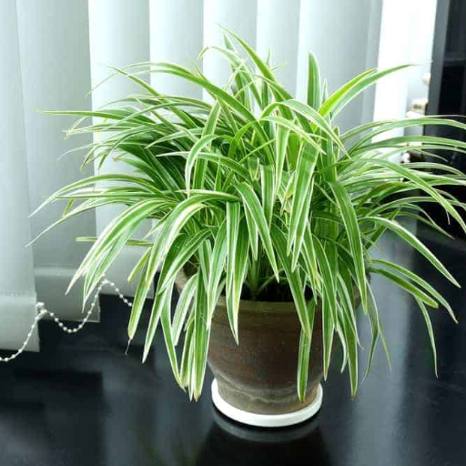 Using Plants to Reduce Humidity and Improve Indoor Air Quality - Wisdom ...
